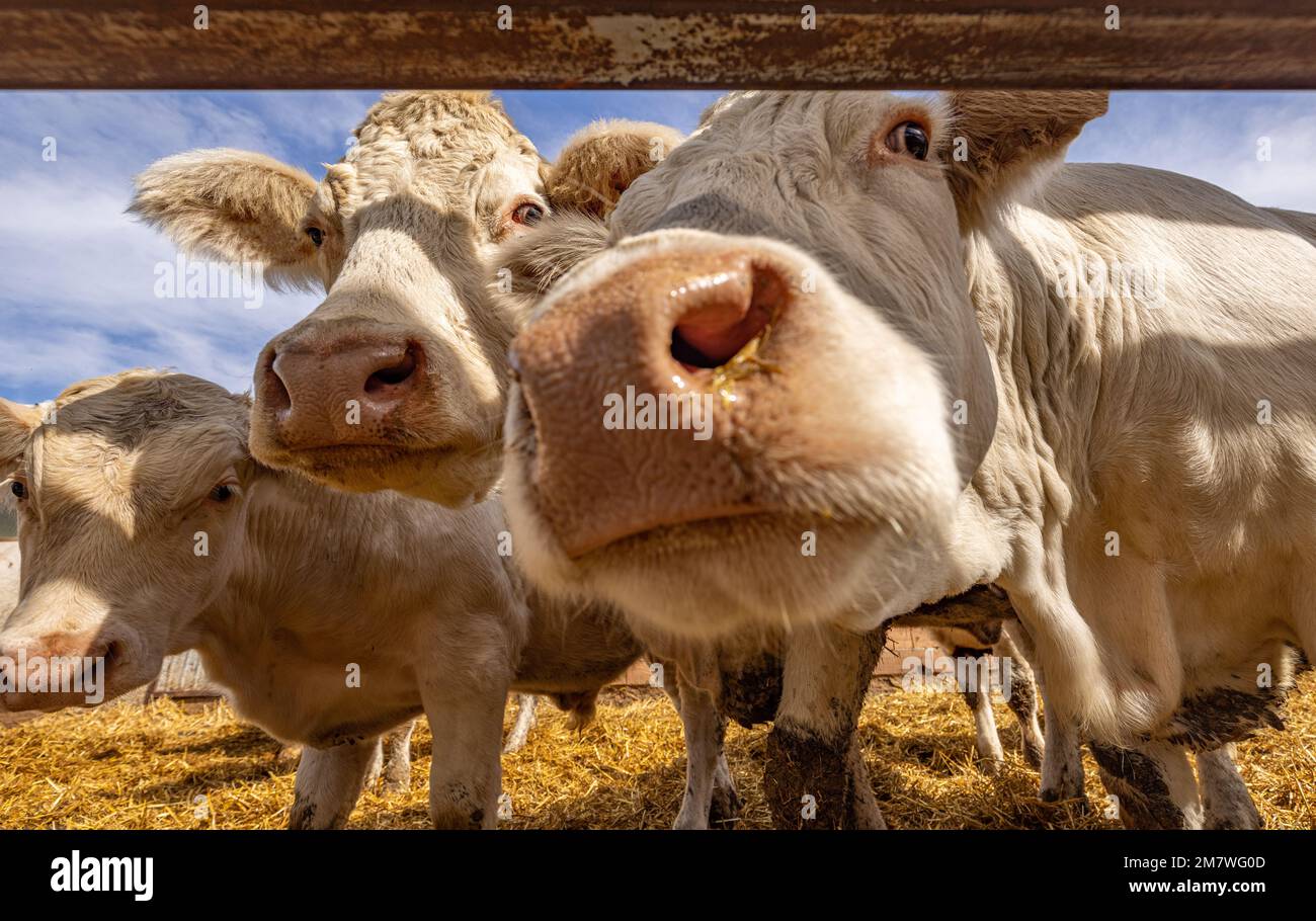 Close up of Charolais cattle calves. Farm livestock industry Stock ...
