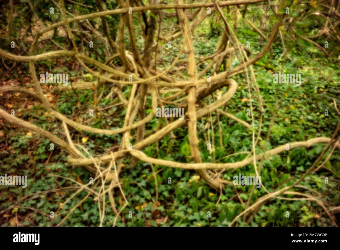 Natural patterns and textures in nature epitomised by tangled tree ...