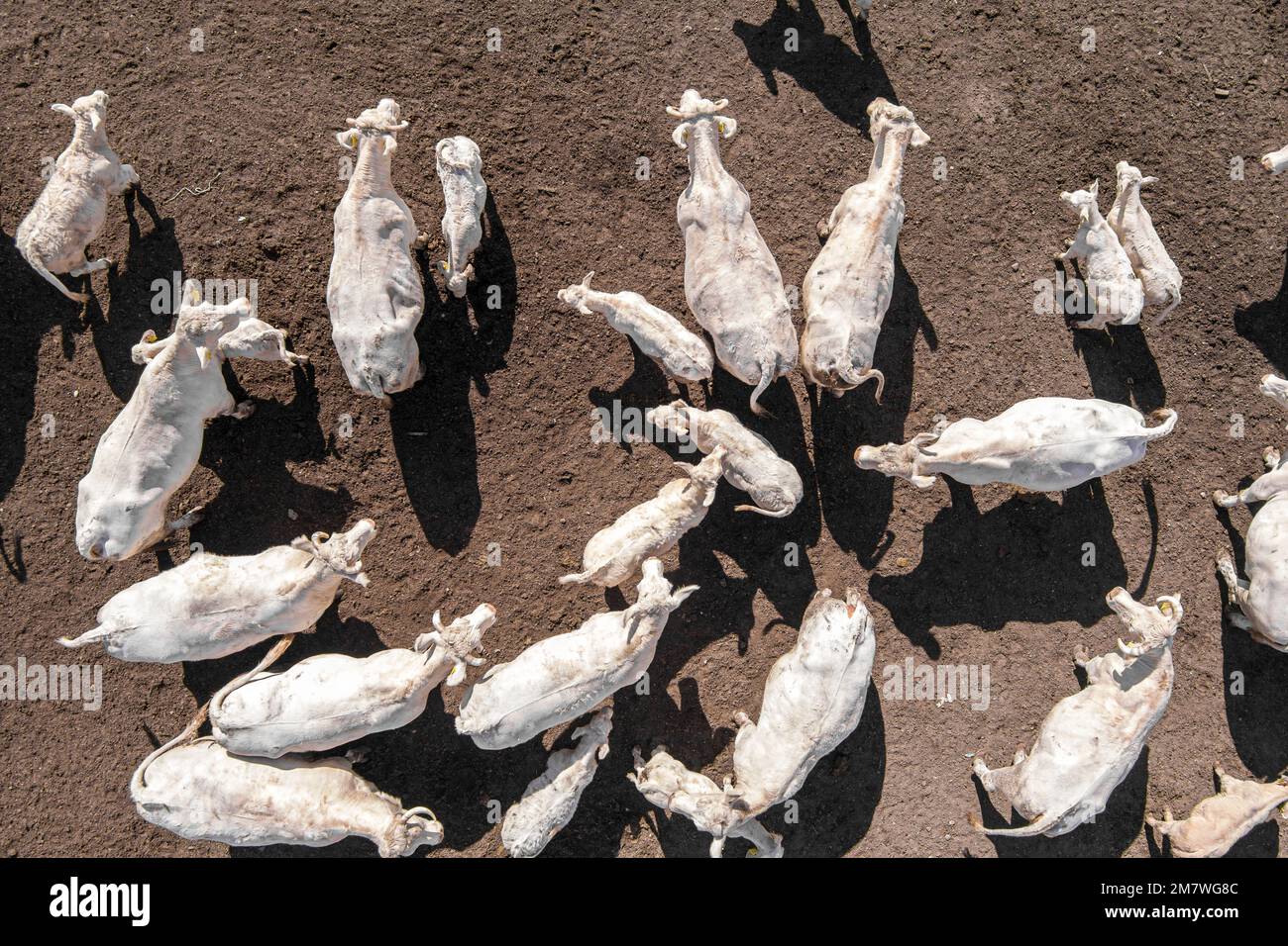 Aerial view cow calf farm hi-res stock photography and images - Alamy