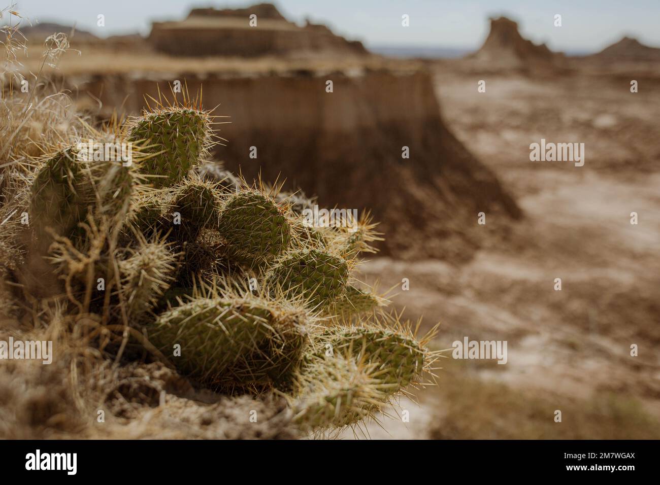 A closeup shot of prickly cactus growing on a dry desert Stock Photo ...