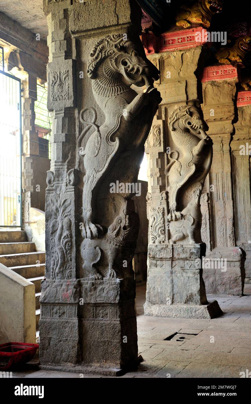 Mythical creature Yalli carved on the pillars of Meenakshi Temple ...