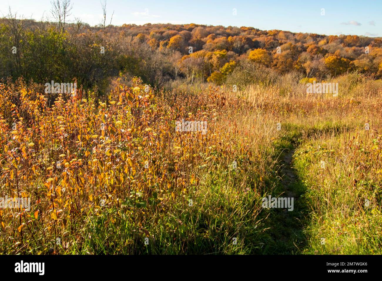 Environmentally important open space landscape in the Surrey Hills Area ...