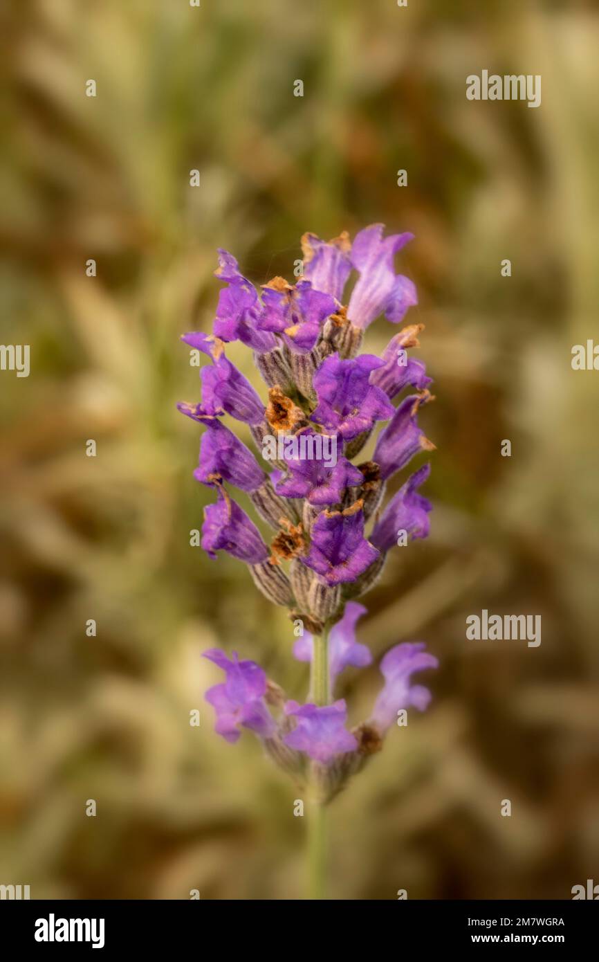 Single spike of Lavender in close-up. Natural environmental flower ...