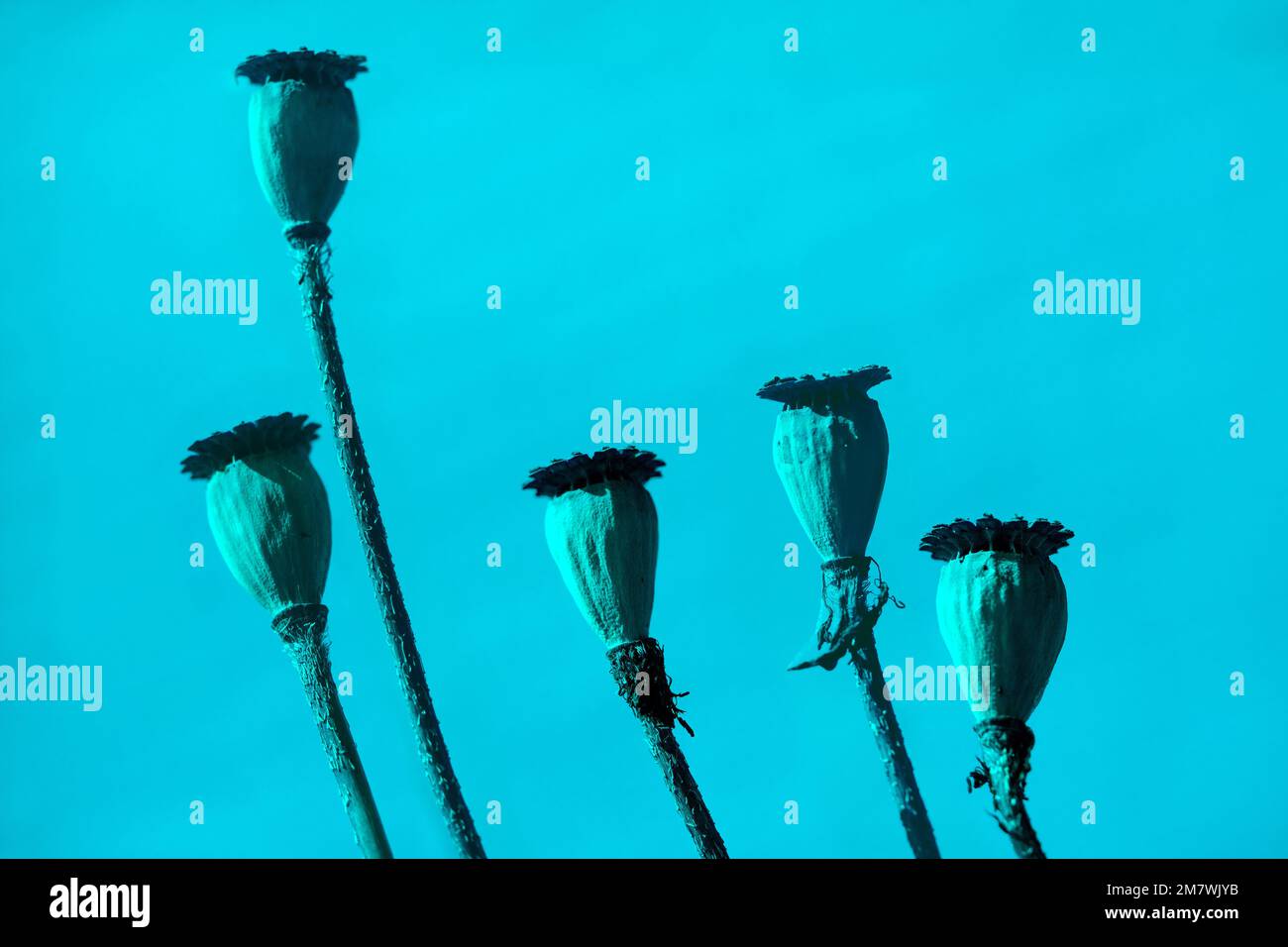 Silhouette of dry seed-heads of Papaver against blue background Stock ...