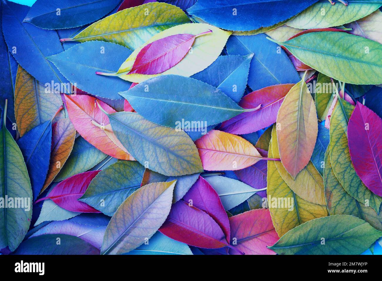 Fallen colorful leaves hi-res stock photography and images - Alamy