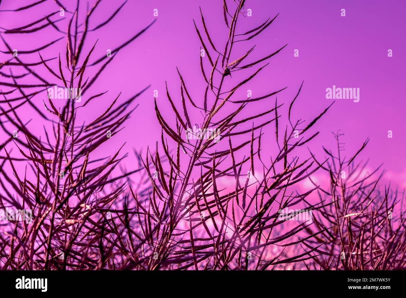 Canola rapeseed field sunset hi-res stock photography and images - Alamy