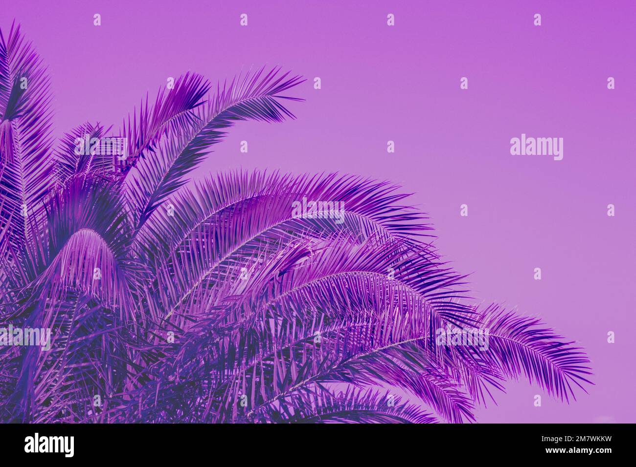 Palm tree against sunset sky background in trendy velvet violet color ...