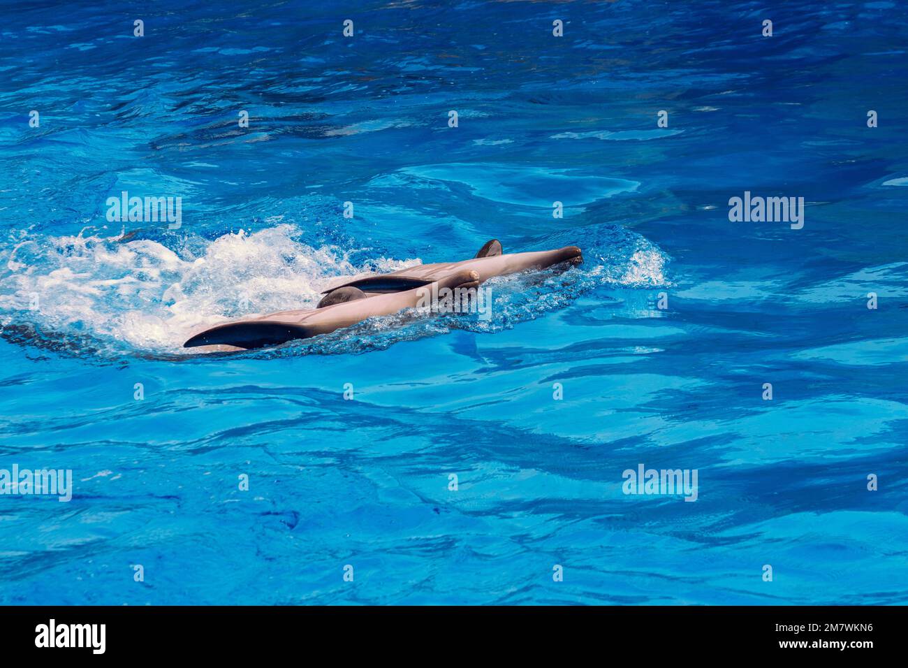 Dolphins dance hi-res stock photography and images - Alamy