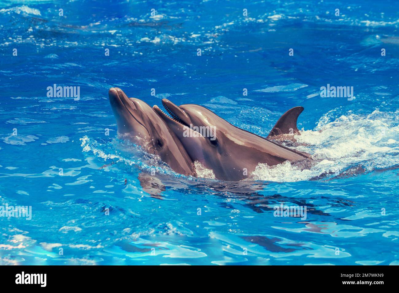 Swim aquatic wildlife hi-res stock photography and images - Alamy