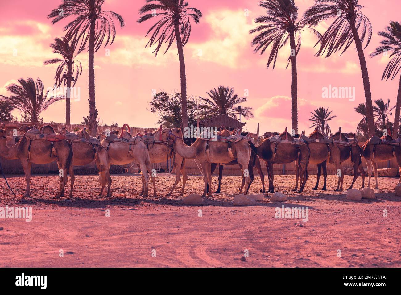 Camel palm tree caravan hi-res stock photography and images - Alamy