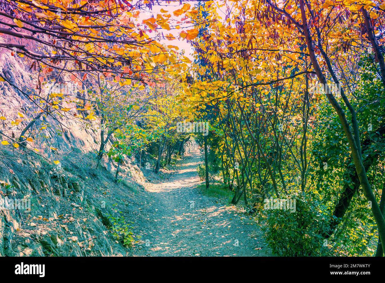 Scenic path in Tbilisi Botanical Garden, Georgia Stock Photo - Alamy