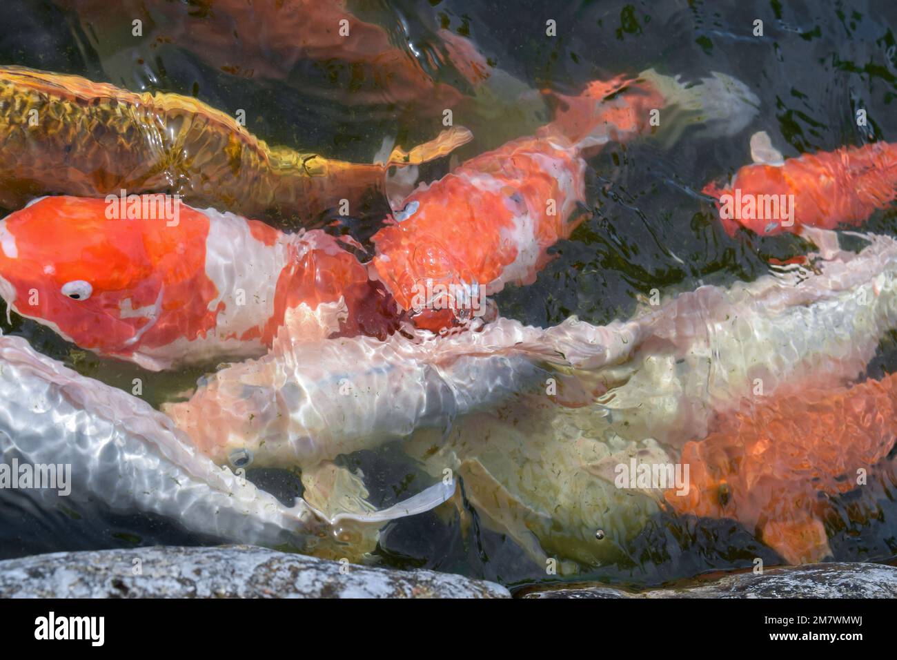 Beautiful koi fish swimming in the pond. Colorful koi fish Stock Photo ...