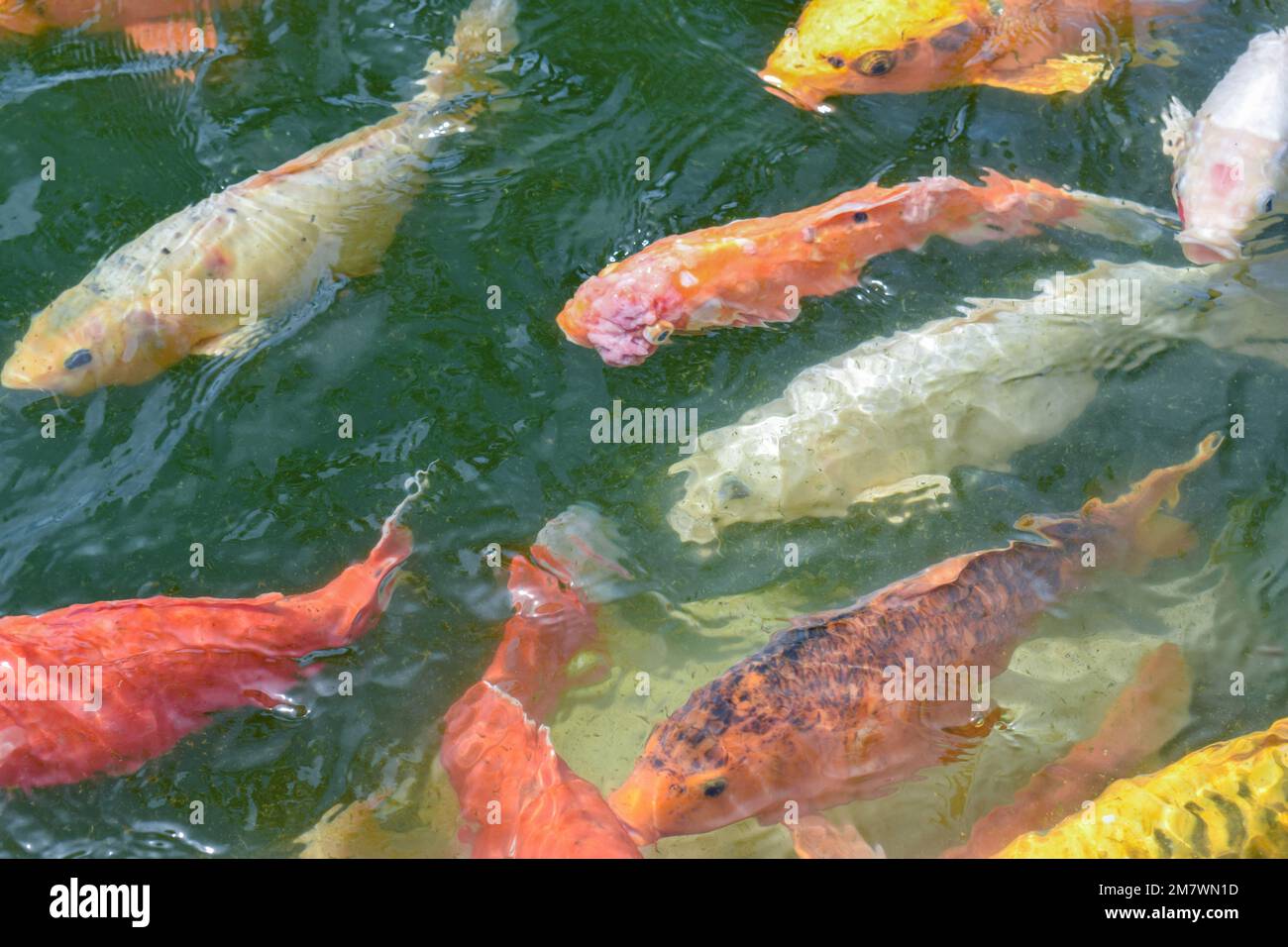 Beautiful koi fish swimming in the pond. Colorful koi fish Stock Photo ...