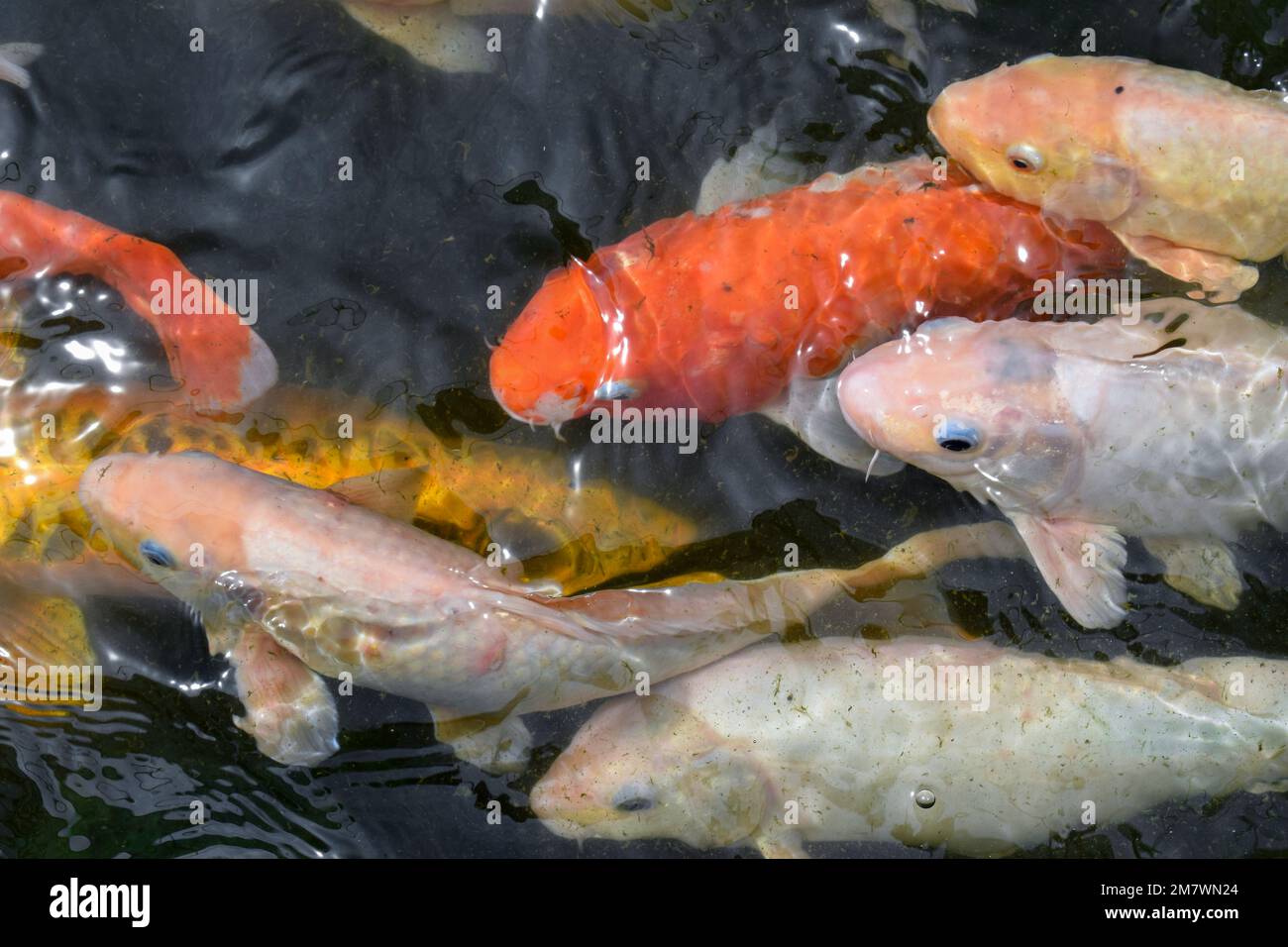 Beautiful koi fish swimming in the pond. Colorful koi fish Stock Photo ...