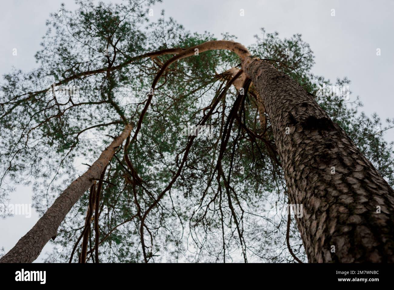 Dancing with the wind Stock Photo - Alamy