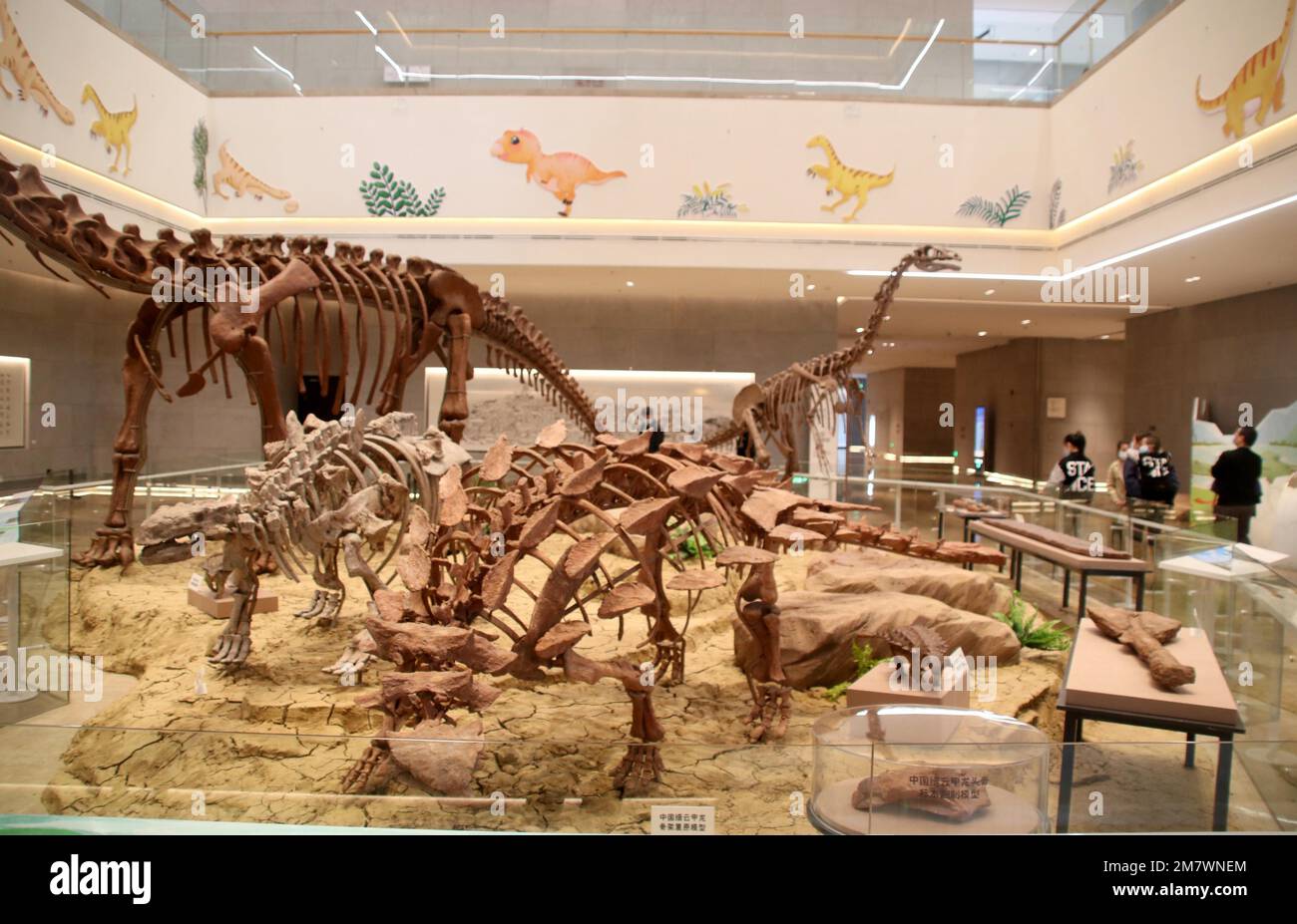 Shunosaurus Skeleton