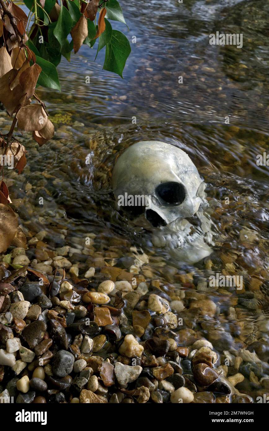 Human skull in river Replica skull partly submerged on the edge of a ...