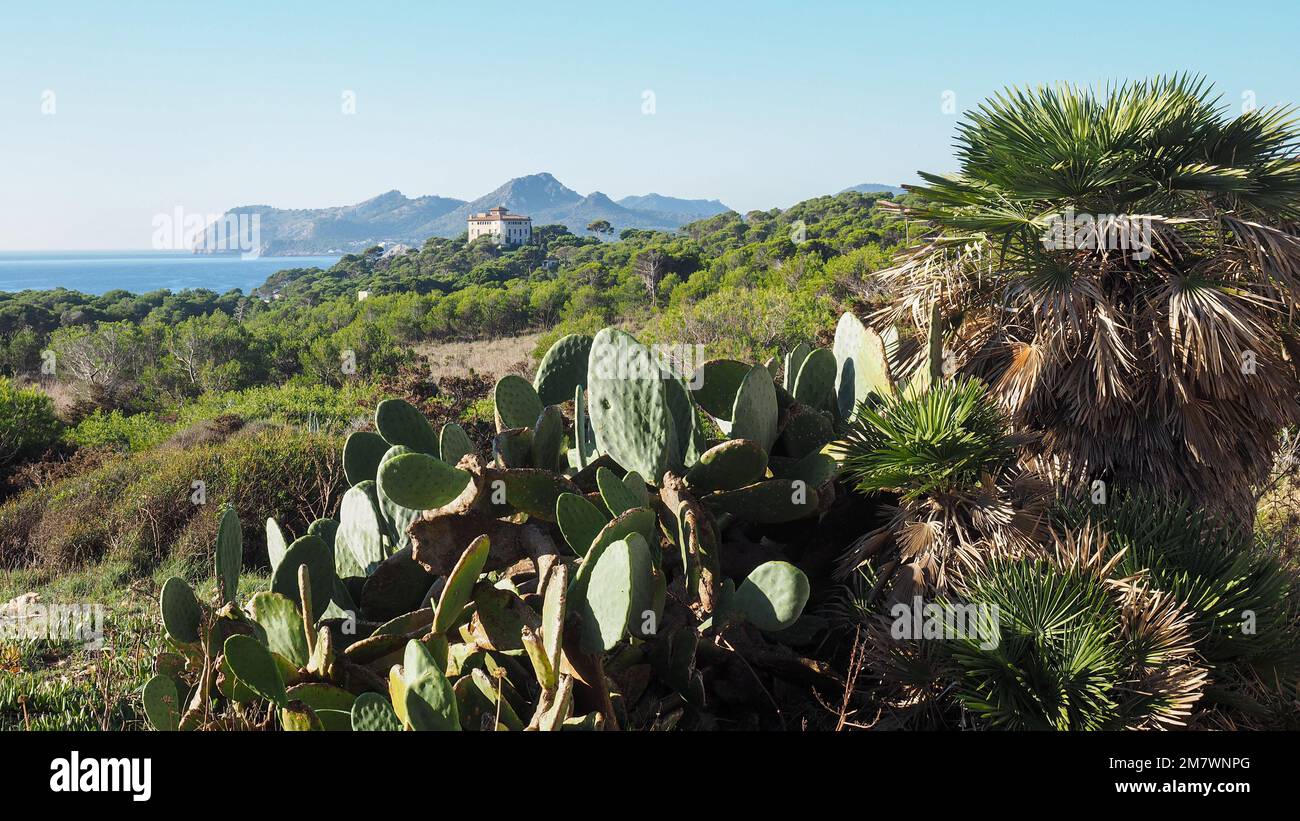 View of Villa March in Mediterranean landscape with cacti, Cala Rajada ...