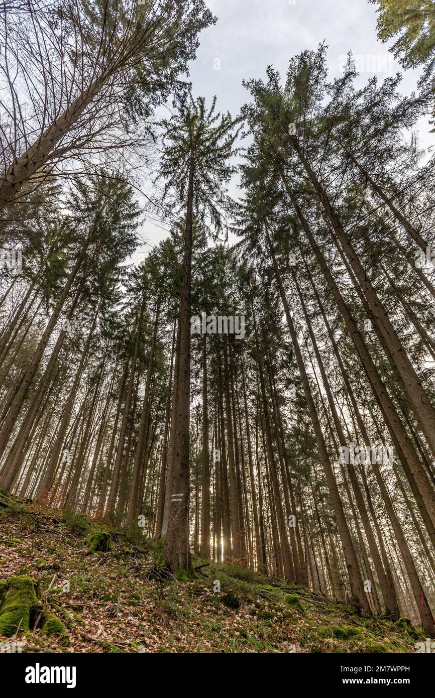 A vertical low angle shot of a beautiful autumn forest in Baden ...