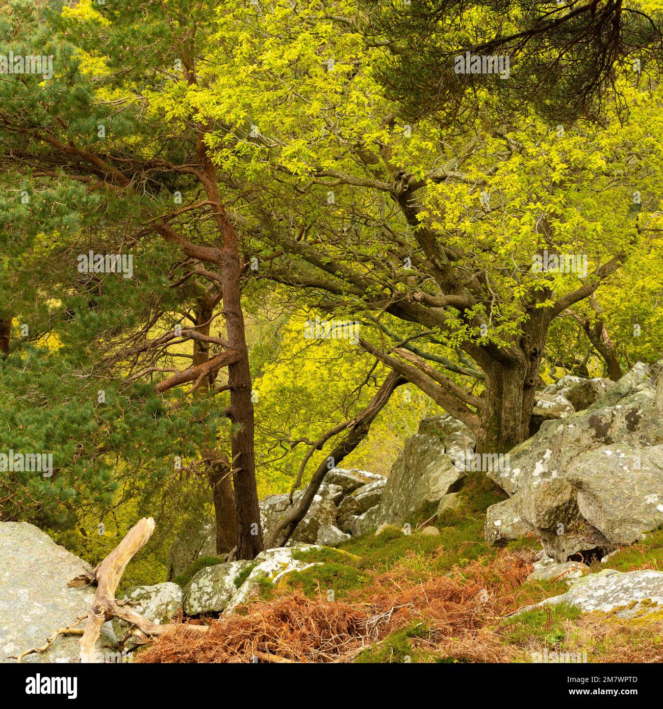 Mountain ash trees hi-res stock photography and images - Alamy