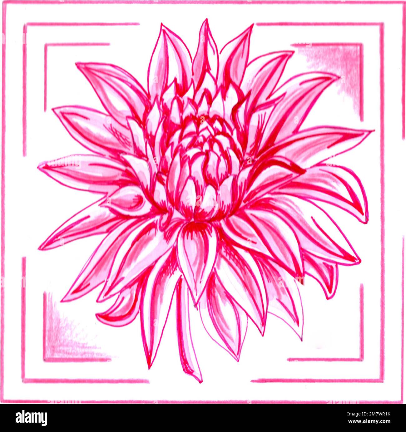 Pink Dahlia Drawing