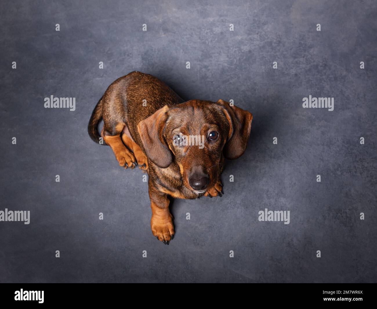 Portrait of a cute small dog. Grey background. Pets indoors, lifestyle ...