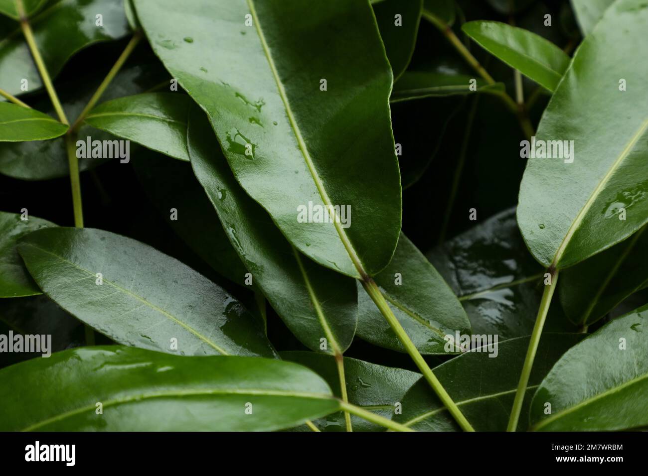 Green leaf. Green leaf background texture. Pink poui leaf Stock Photo ...