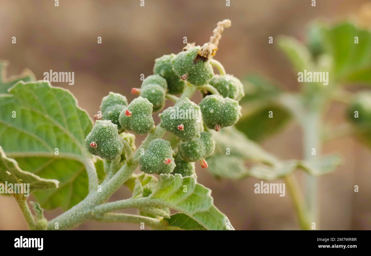Chrozophora rottleri plant closeup details Stock Photo - Alamy
