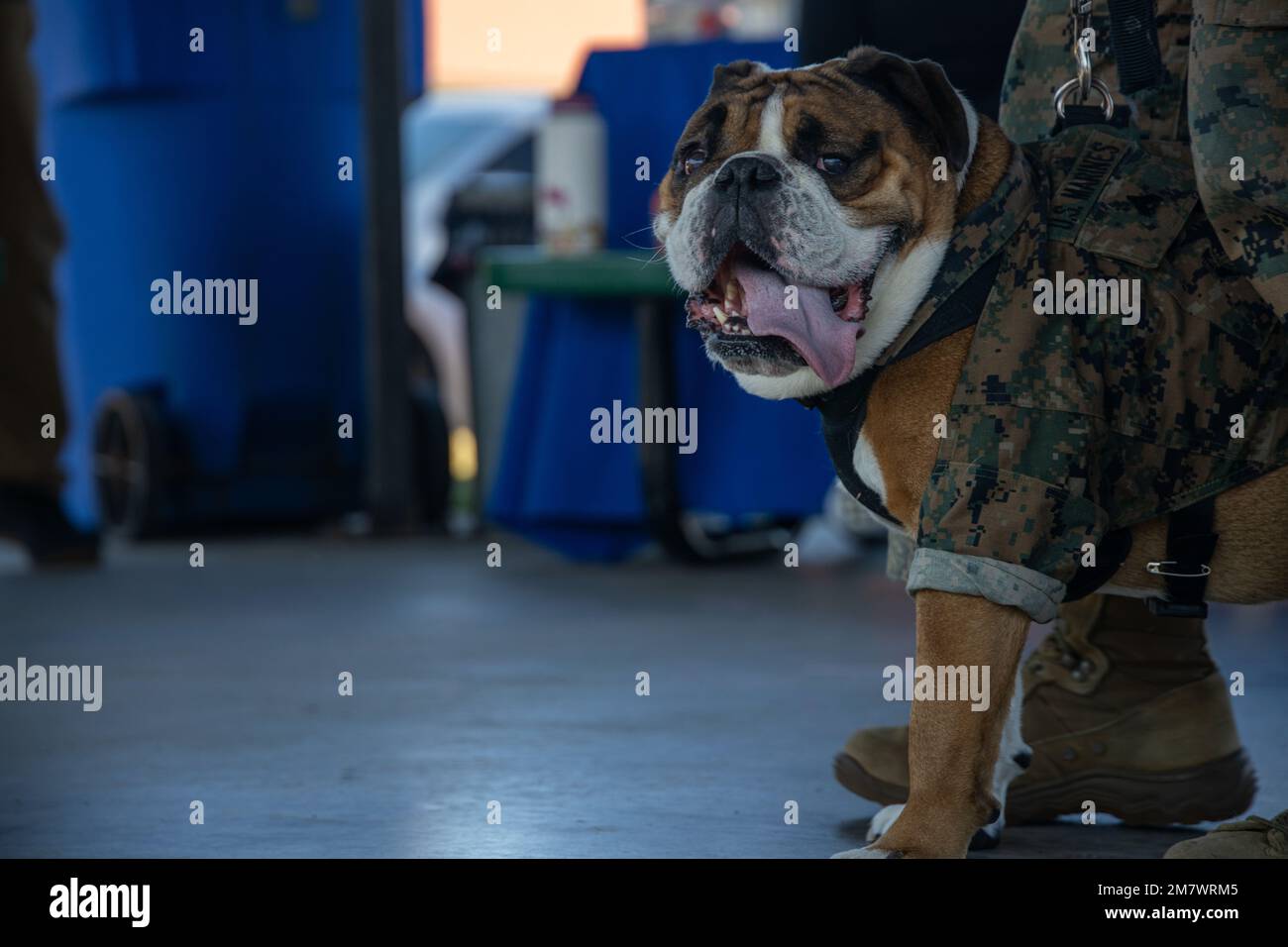 U.S Marine Corps Cpl. Manny, the mascot of Marine Corps Recruit Depot ...