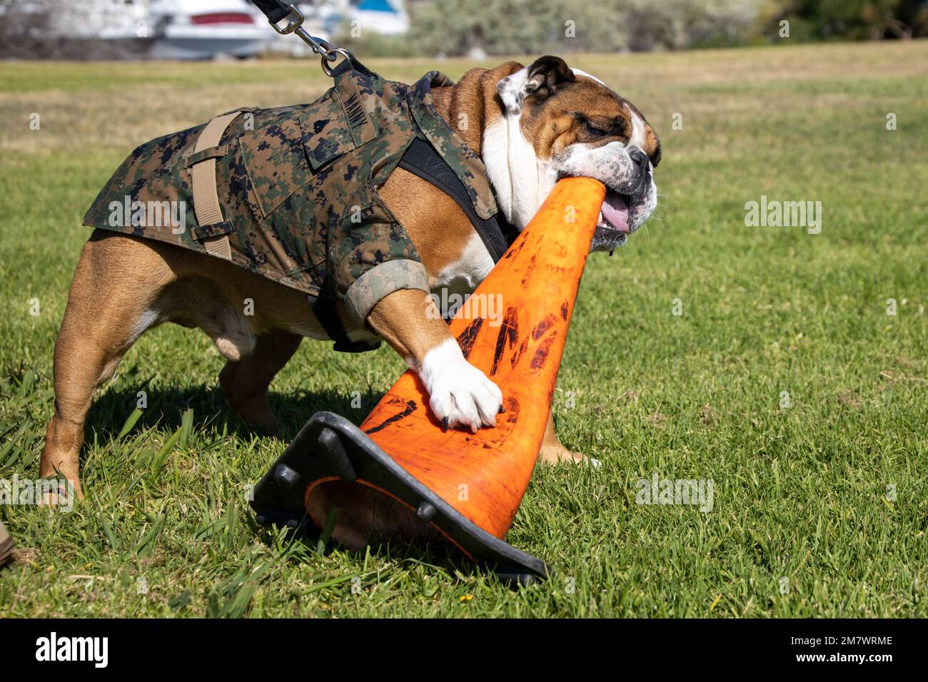 U.S Marine Corps Cpl. Manny, the mascot of Marine Corps Recruit Depot ...