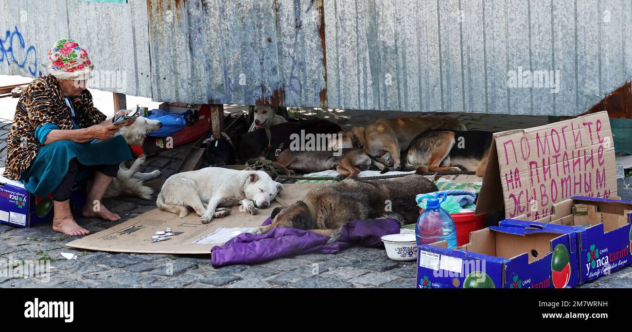 Kiev, Ukraine July 11, 2021: Grandma asks for money to keep stray dogs ...