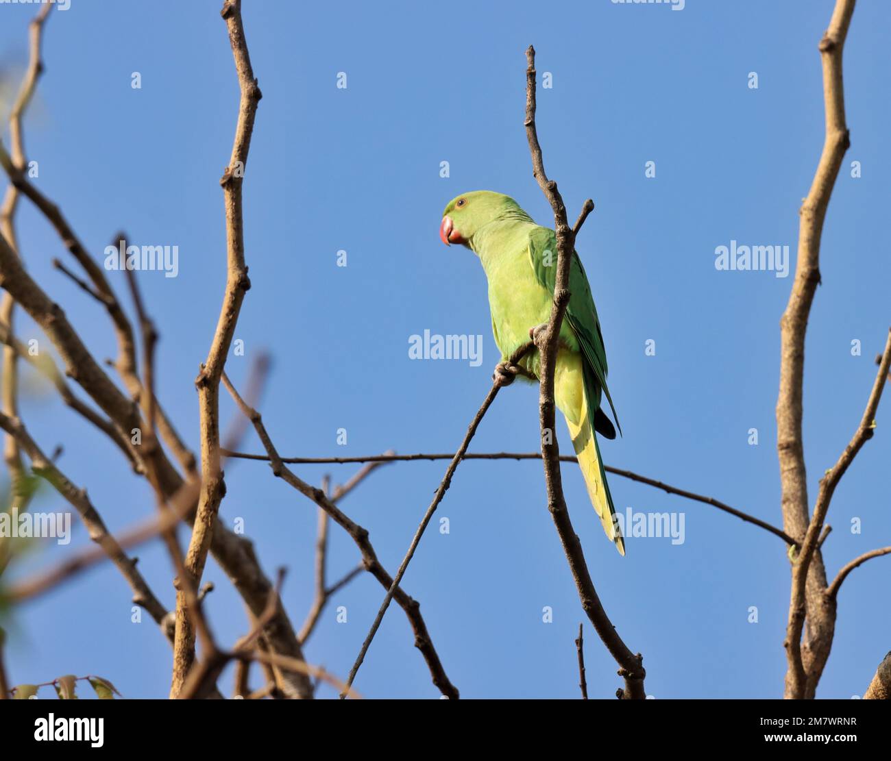 Green parakeet on tree wild hi-res stock photography and images - Alamy