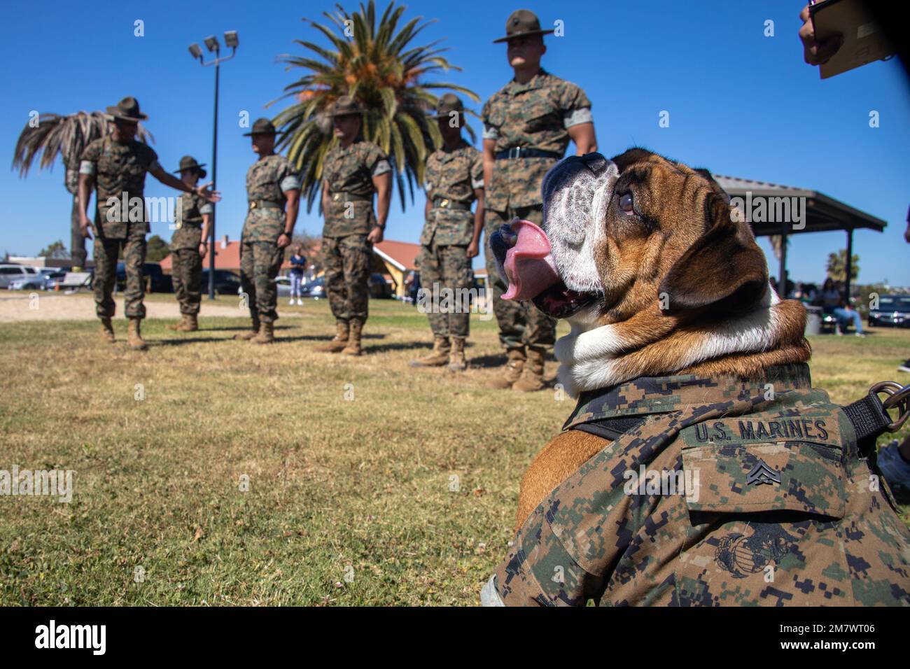 U.S Marine Corps Cpl. Manny, the mascot of Marine Corps Recruit Depot ...