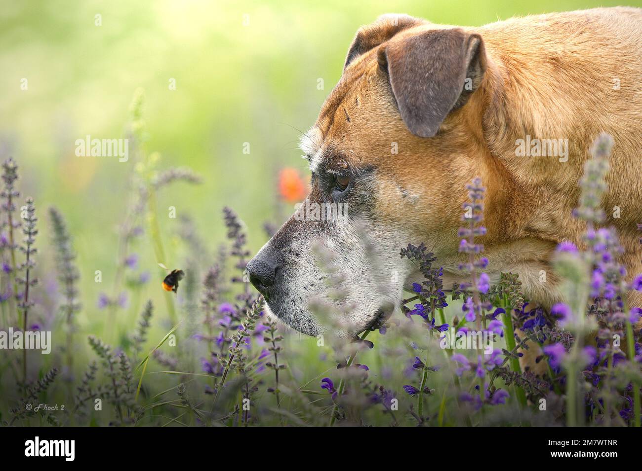 dog and bumblebee eye to eye Stock Photo - Alamy