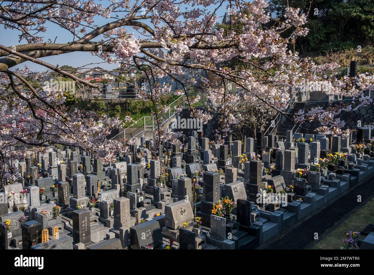 Japan, Honshu Island, Kamakura: tombs in the cemetery and cherry trees ...