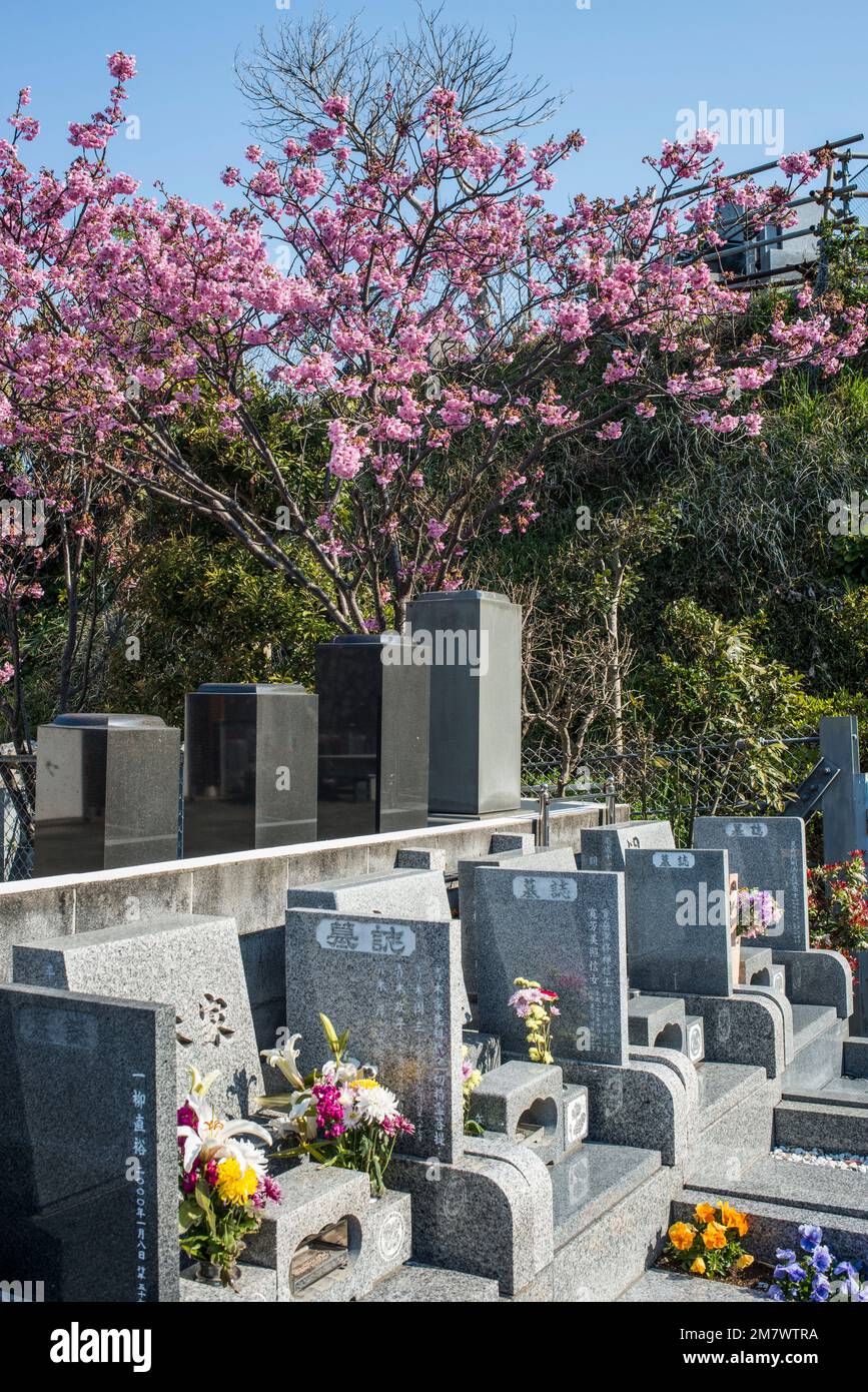 Japan, Honshu Island, Kamakura: tombs in the cemetery and cherry trees ...