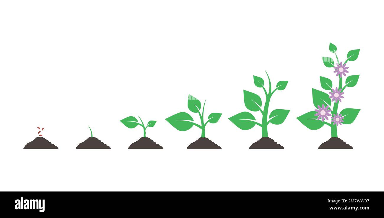 Planting tree. Seedling gardening plant. Seeds sprout in ground ... Planting tree. Seedling gardening plant. Seeds sprout in ground ...