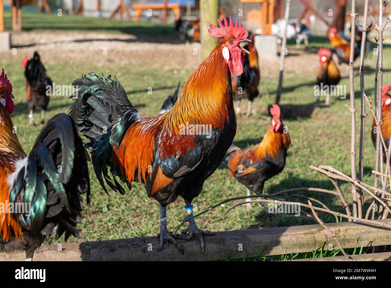 Gallic Rooster Symbol