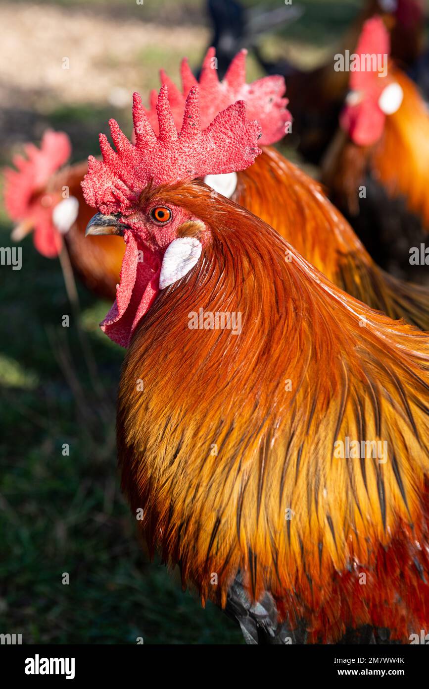 Meru-sur-Seine (north-eastern France): Gallic rooster farming (French ...