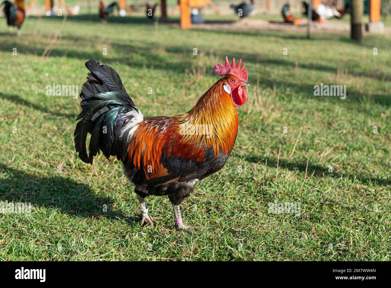 Meru-sur-Seine (north-eastern France): Gallic rooster farming (French ...