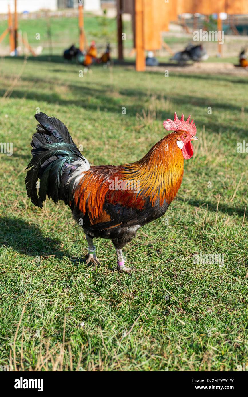 Meru-sur-Seine (north-eastern France): Gallic rooster farming (French “Coq Gaulois”), symbol of ...