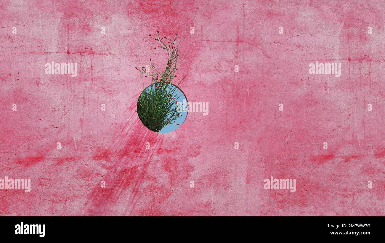 Red pink magenta wall with round window through which flower plant ...