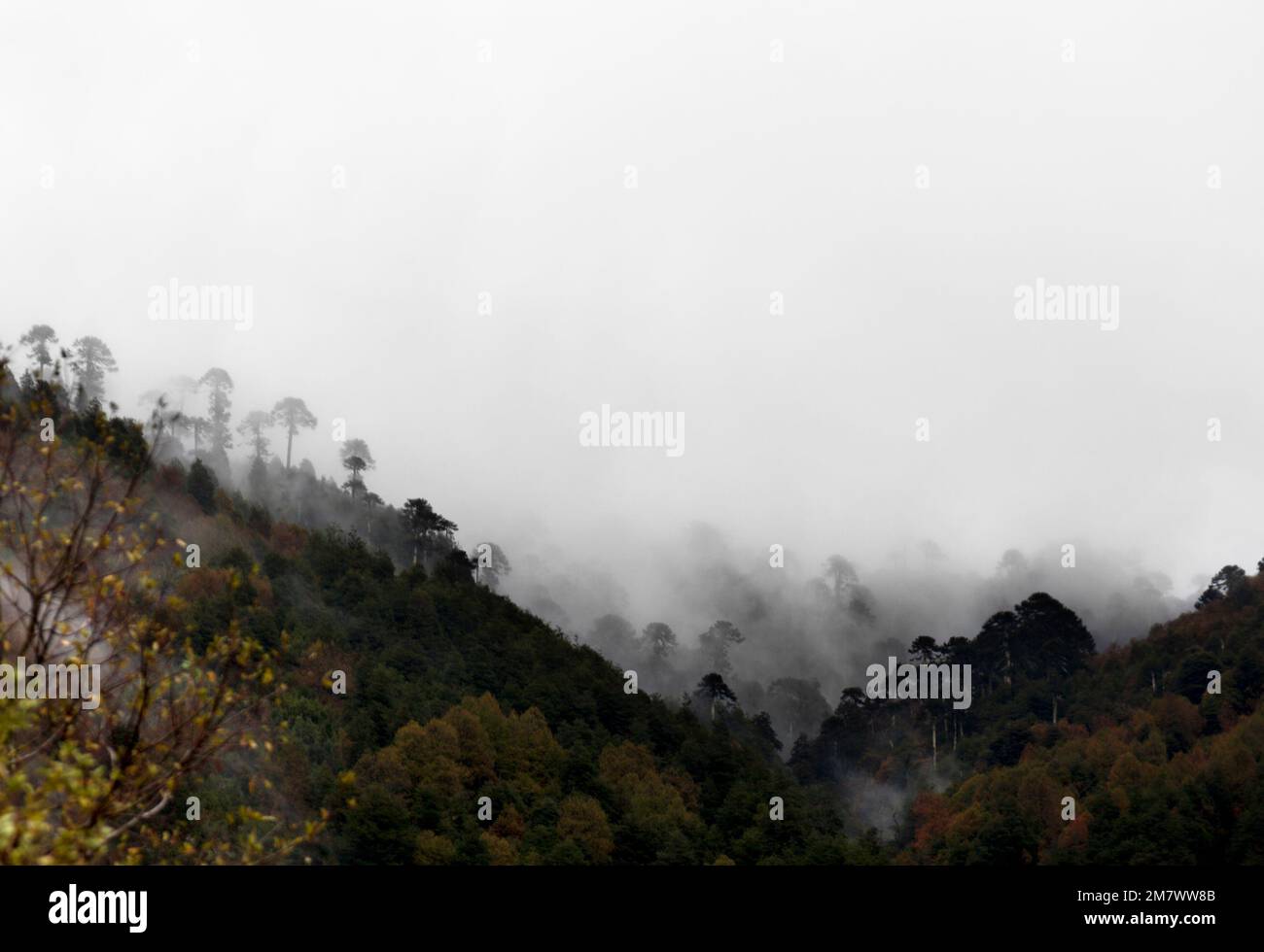 Tree hide hi-res stock photography and images - Alamy