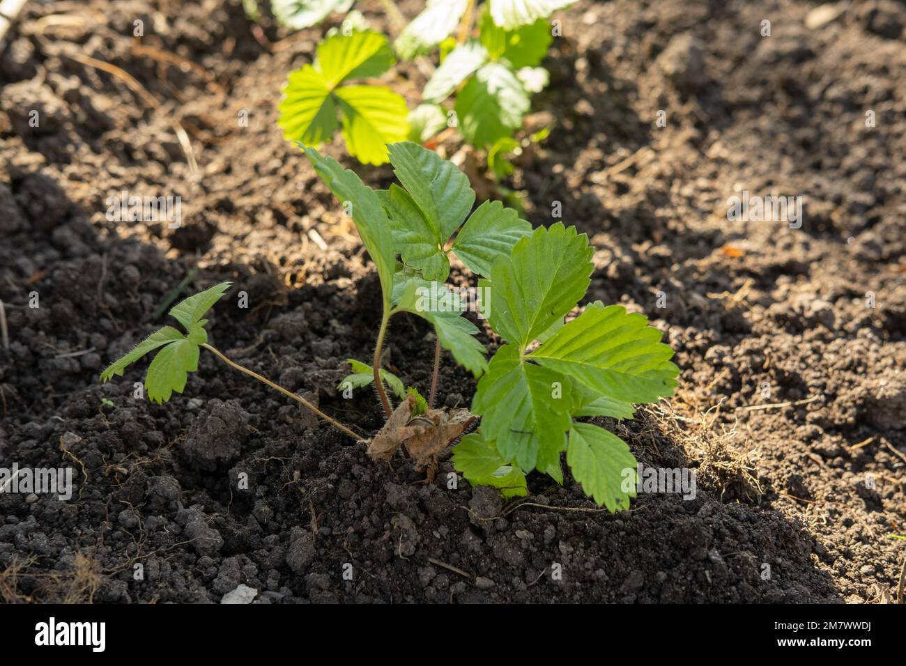 Planting young seedlings of berry plants in the soil in spring. Green ...