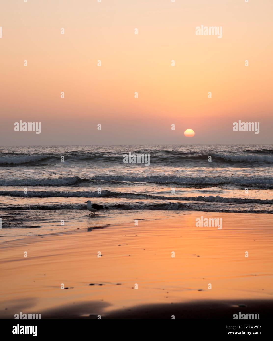 Seagull walking in sun hi-res stock photography and images - Alamy