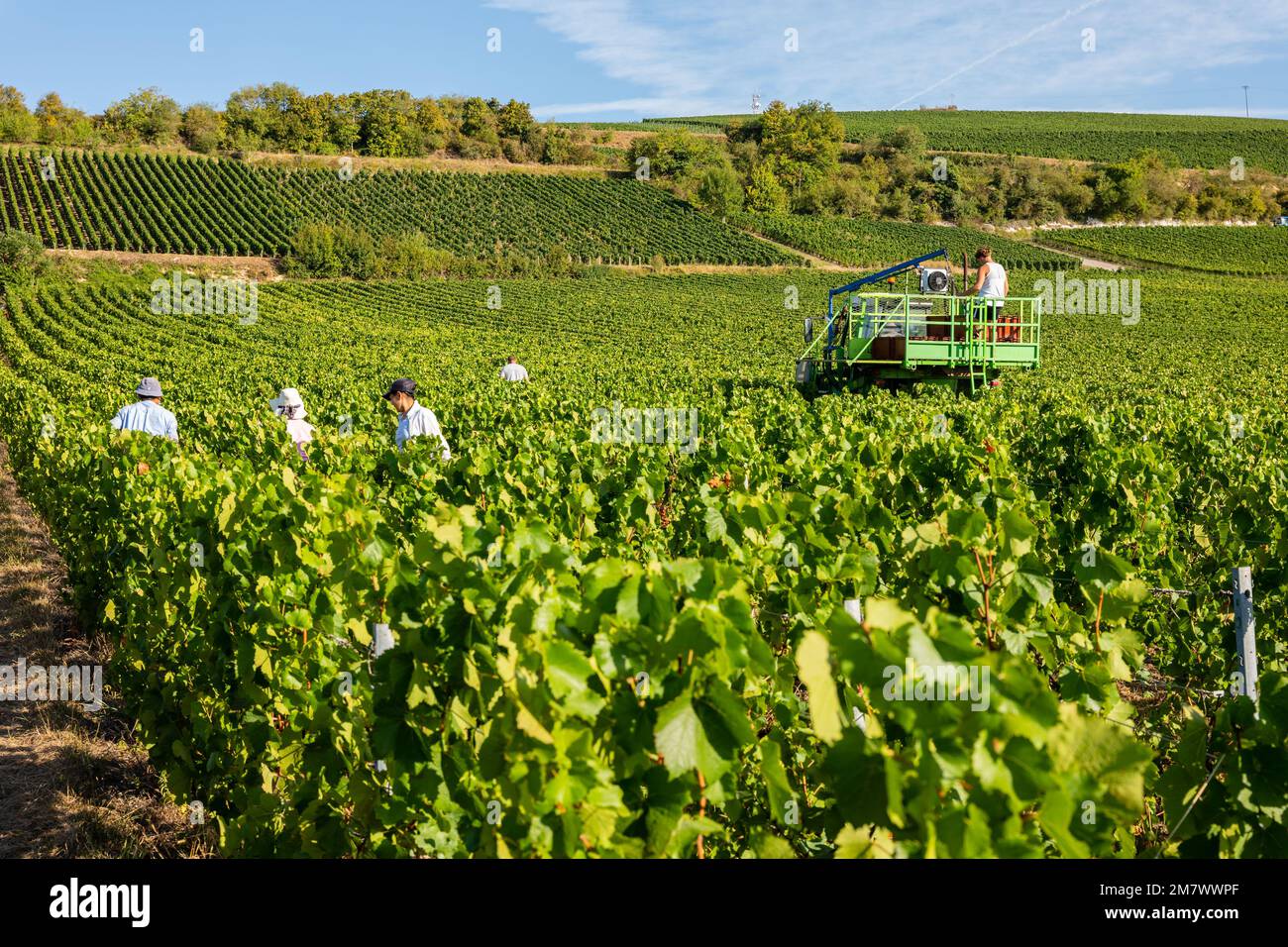 Grape harvest hi-res stock photography and images - Alamy