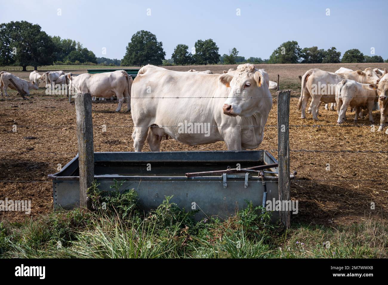 Cattle drinking from trough hi-res stock photography and images - Alamy