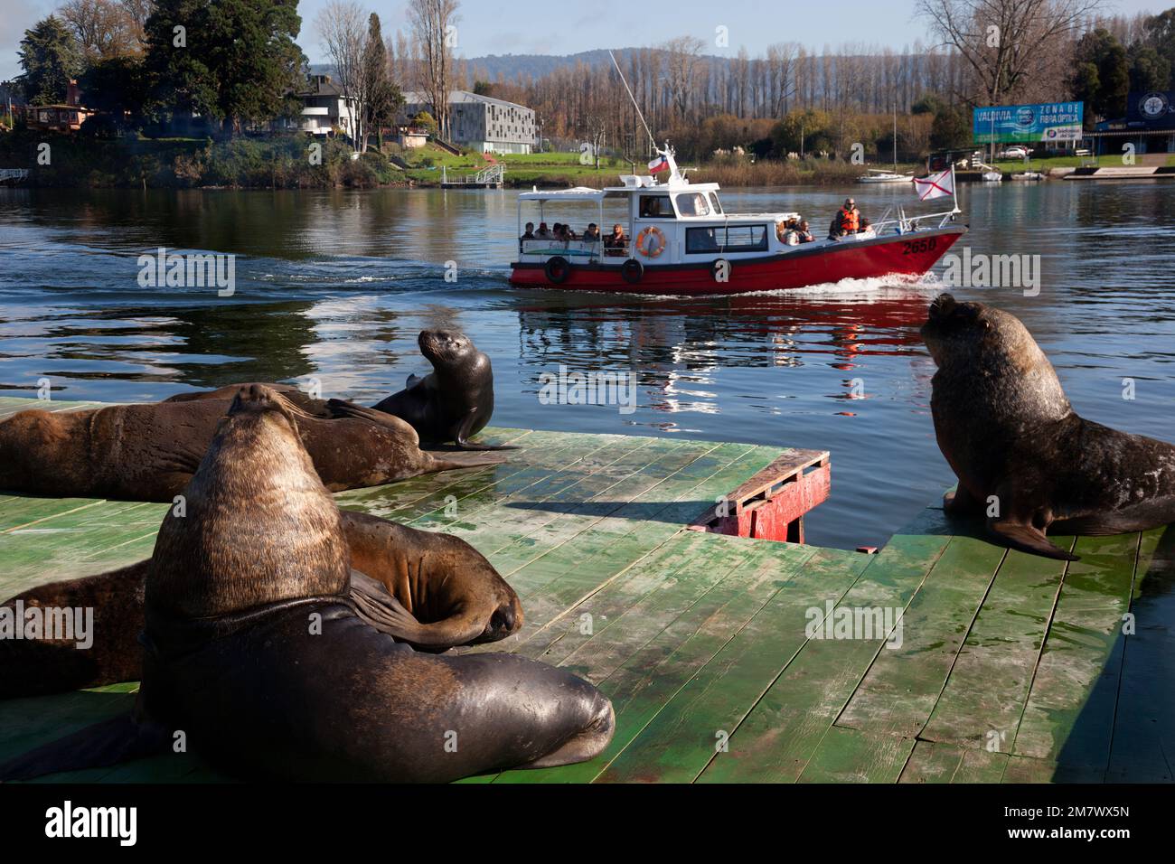 Tourists in Valdivia Chile are visiting the Lions sea in the riverbank ...