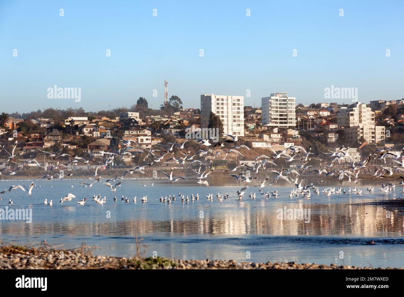 Beach in Concon city Stock Photo - Alamy