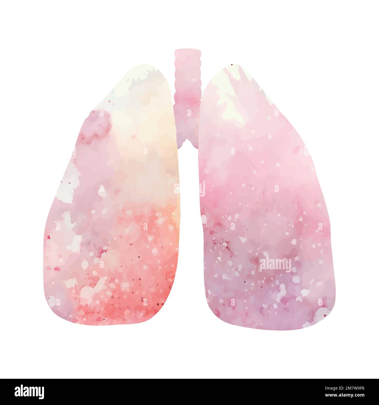 Anatomical watercolor illustration of human lungs isolated from ...